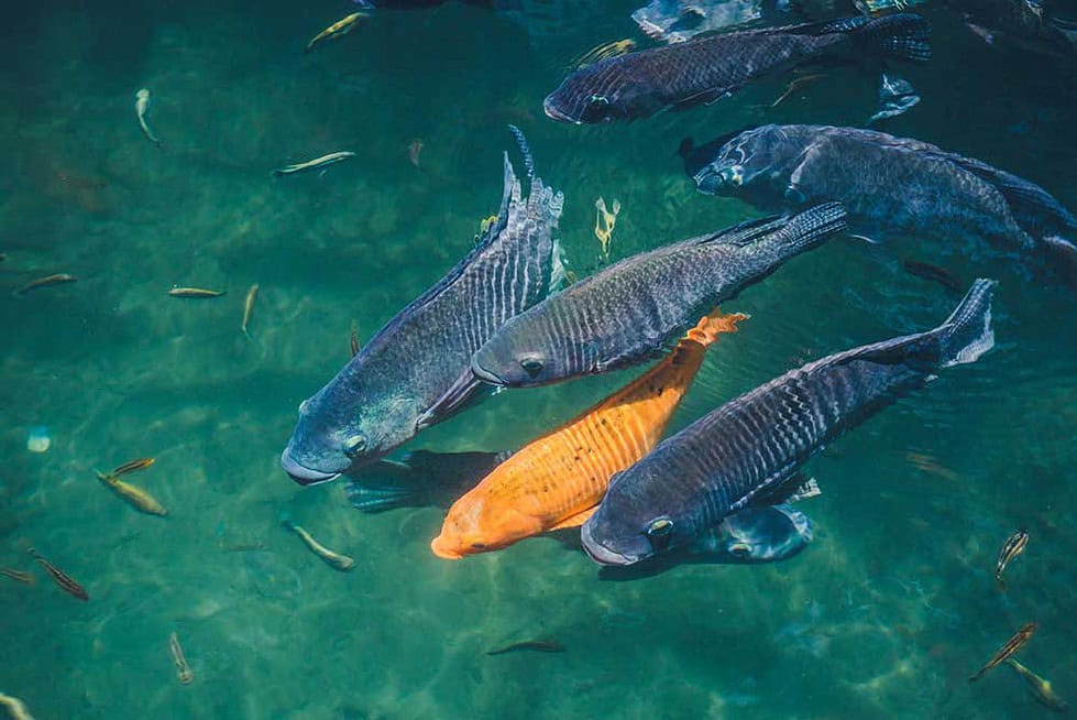 Intersection of Animal Welfare Laws and Aquaculture: Standards for the ...